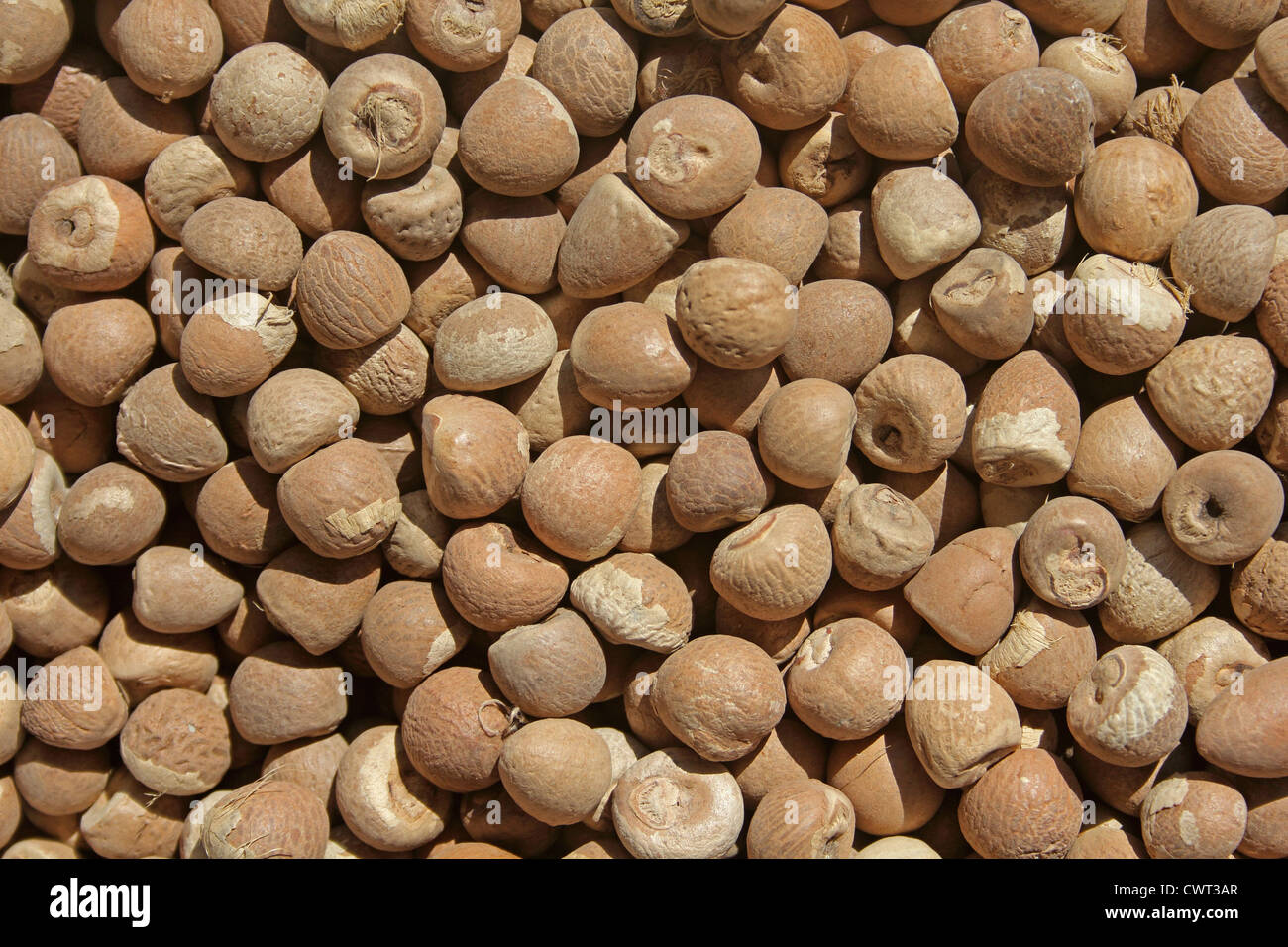 Areca catechu, Betel nuts, Miao, Arunachal Pradesh, India Stock Photo ...