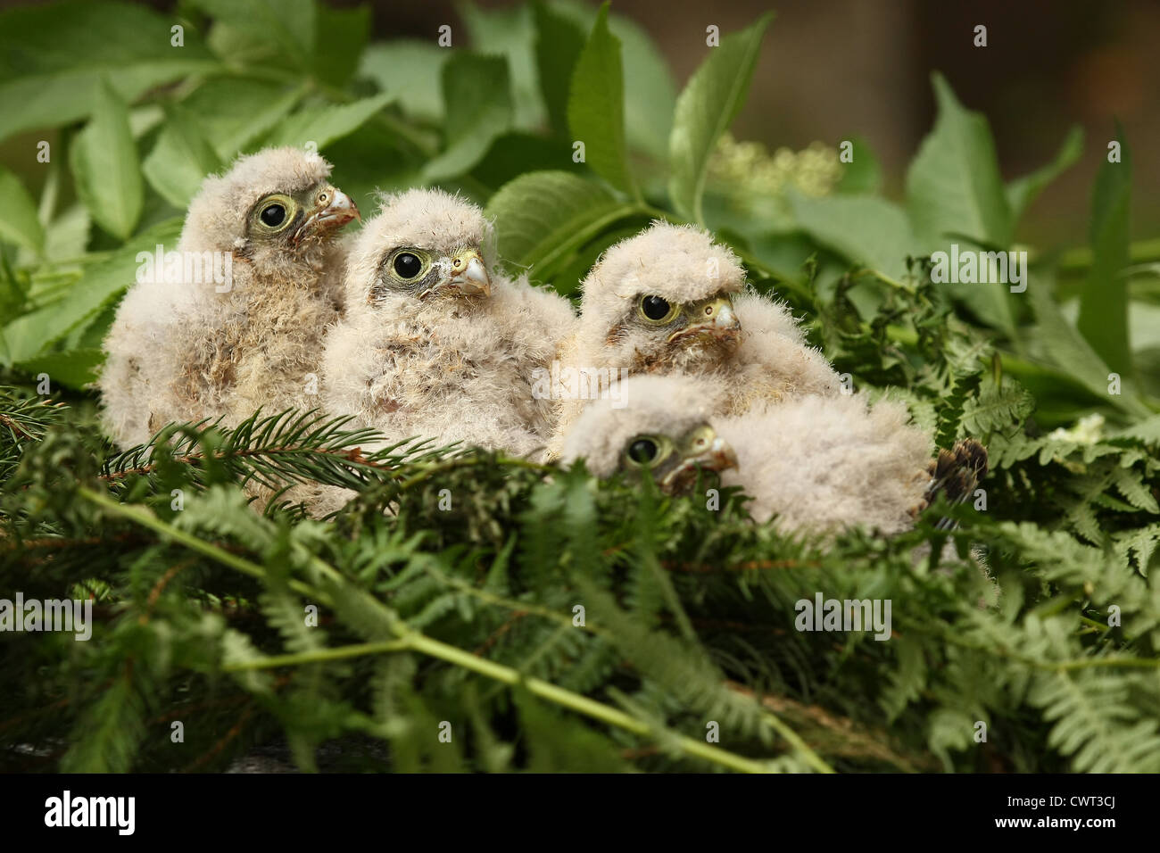 Kestrels chicks nest nesting hi-res stock photography and images - Alamy