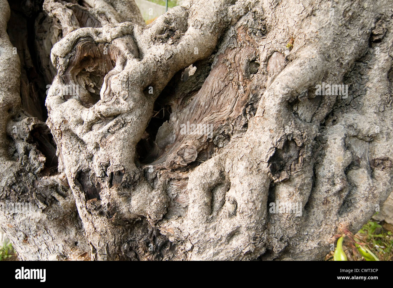 gnarly old tree trunk trees twisted contorted limb limbs Stock Photo ...