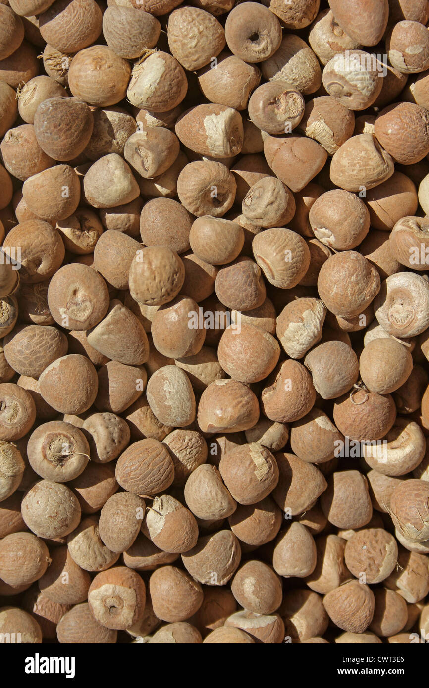 Areca catechu tree hi-res stock photography and images - Alamy