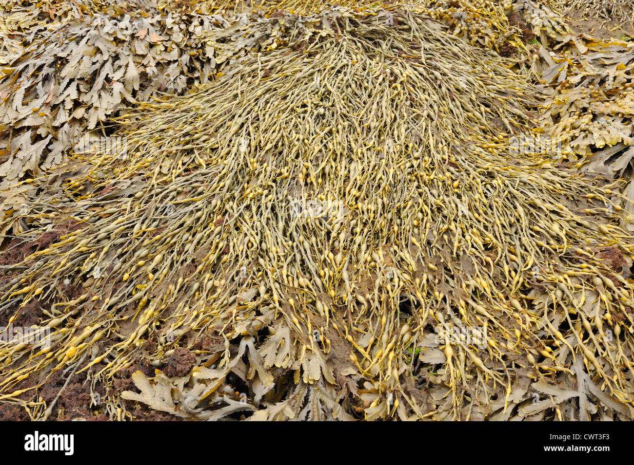 Large patch of mixed seaweed Stock Photo - Alamy