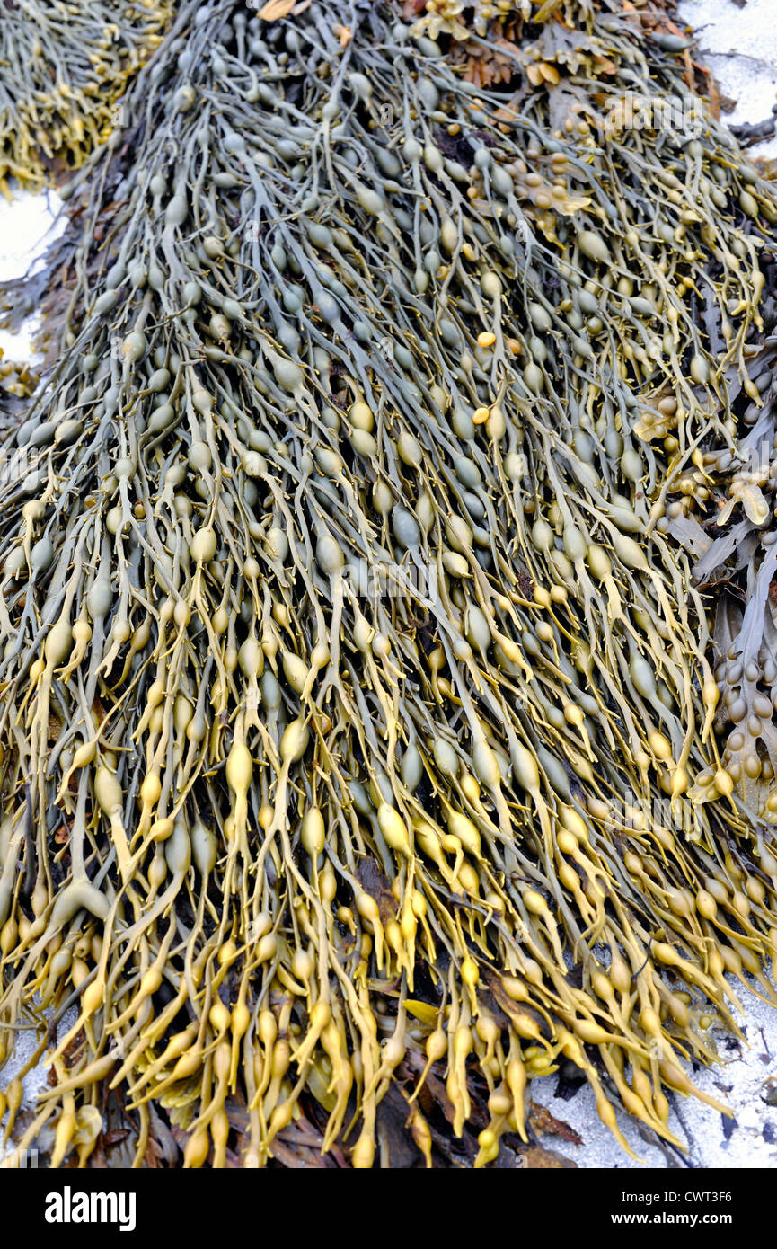 Large patch of mixed seaweed Stock Photo - Alamy