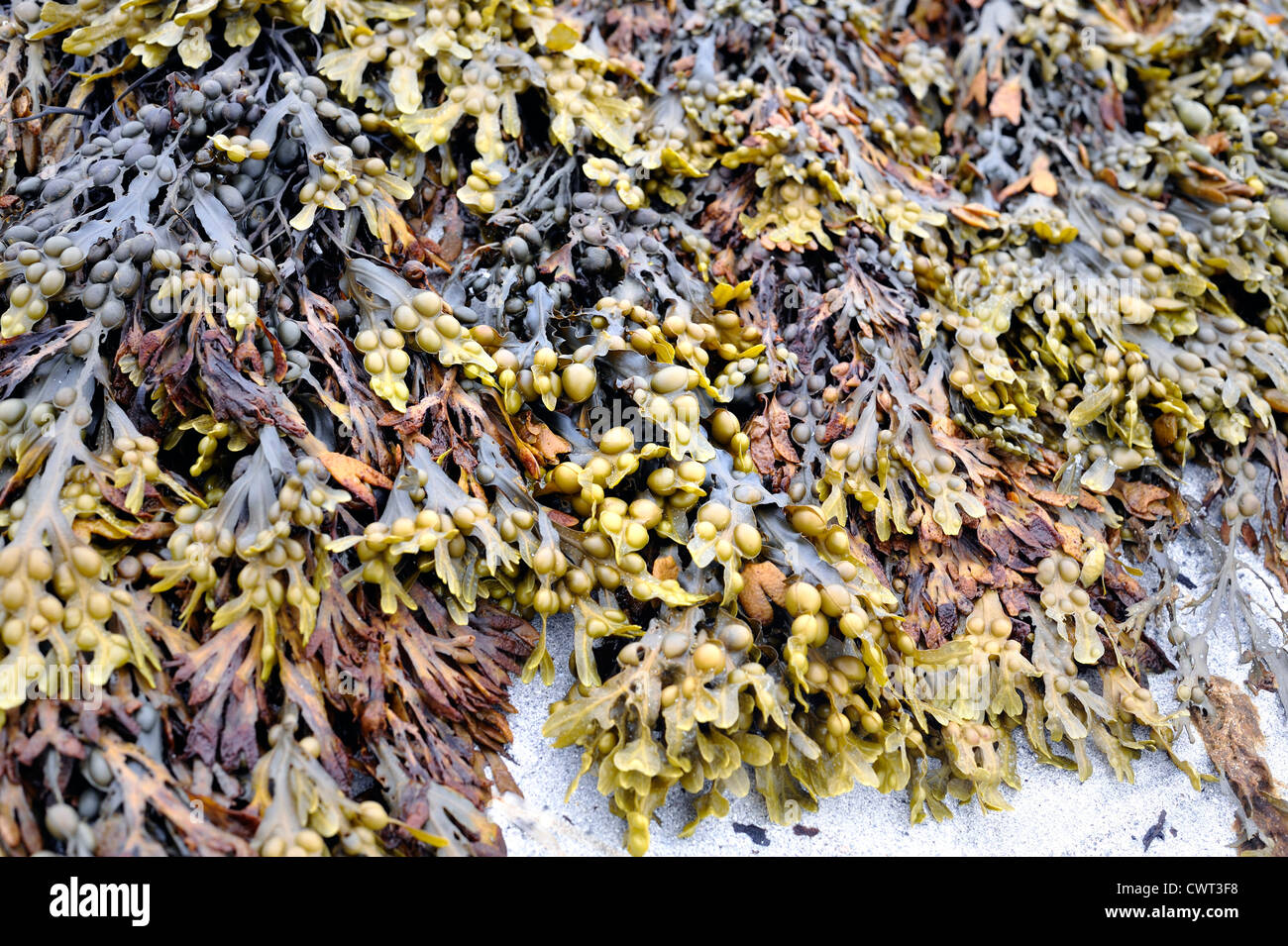 Bladder wrack seaweed hi-res stock photography and images - Alamy