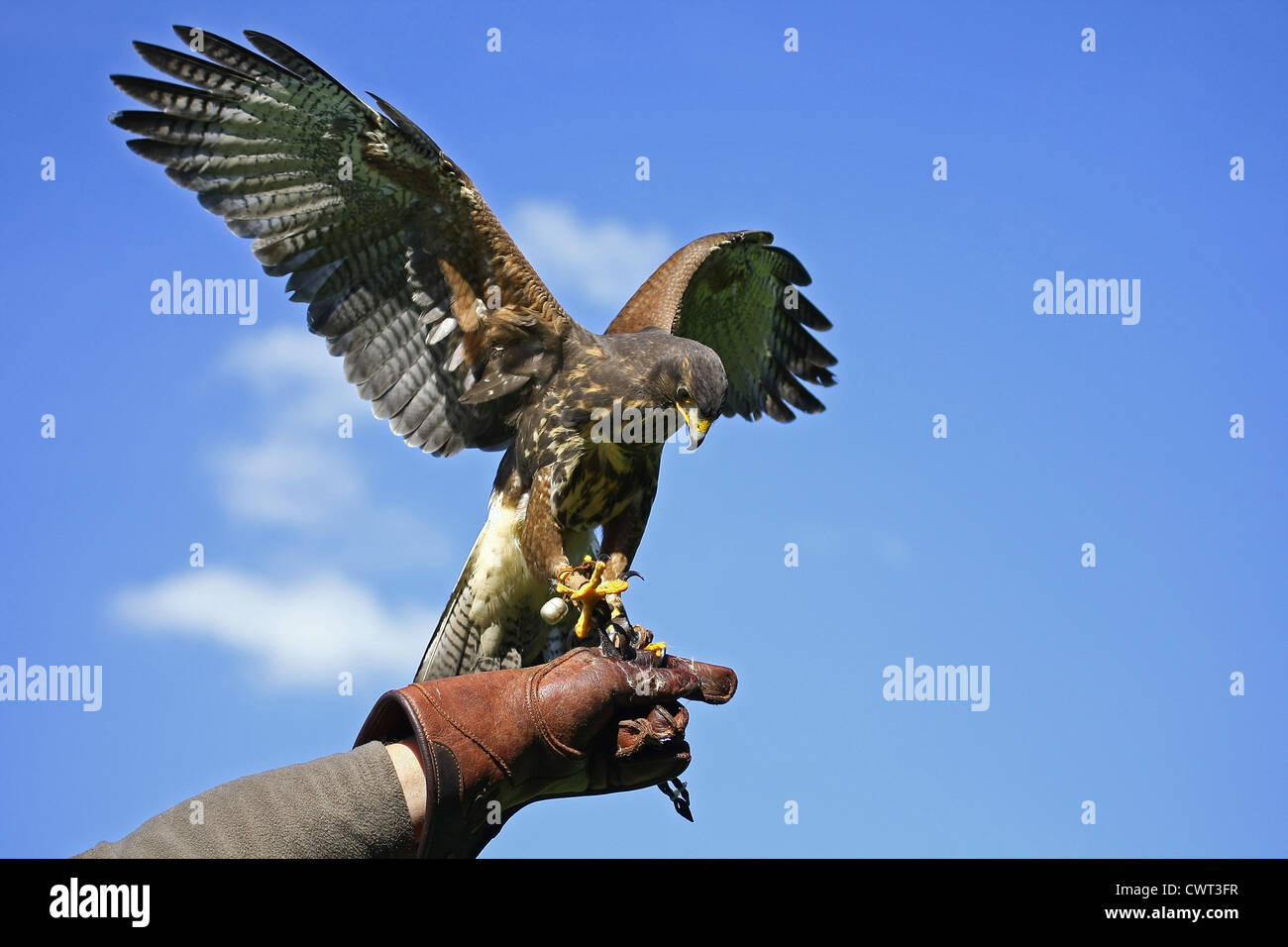 Harris hawk wingspan hi-res stock photography and images - Alamy