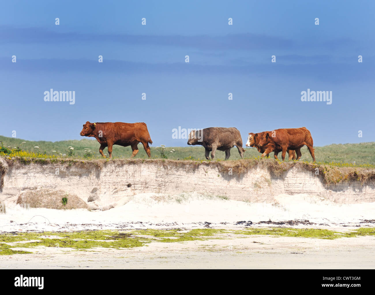 Four cows walk in line along sand dunes by a beach Stock Photo - Alamy