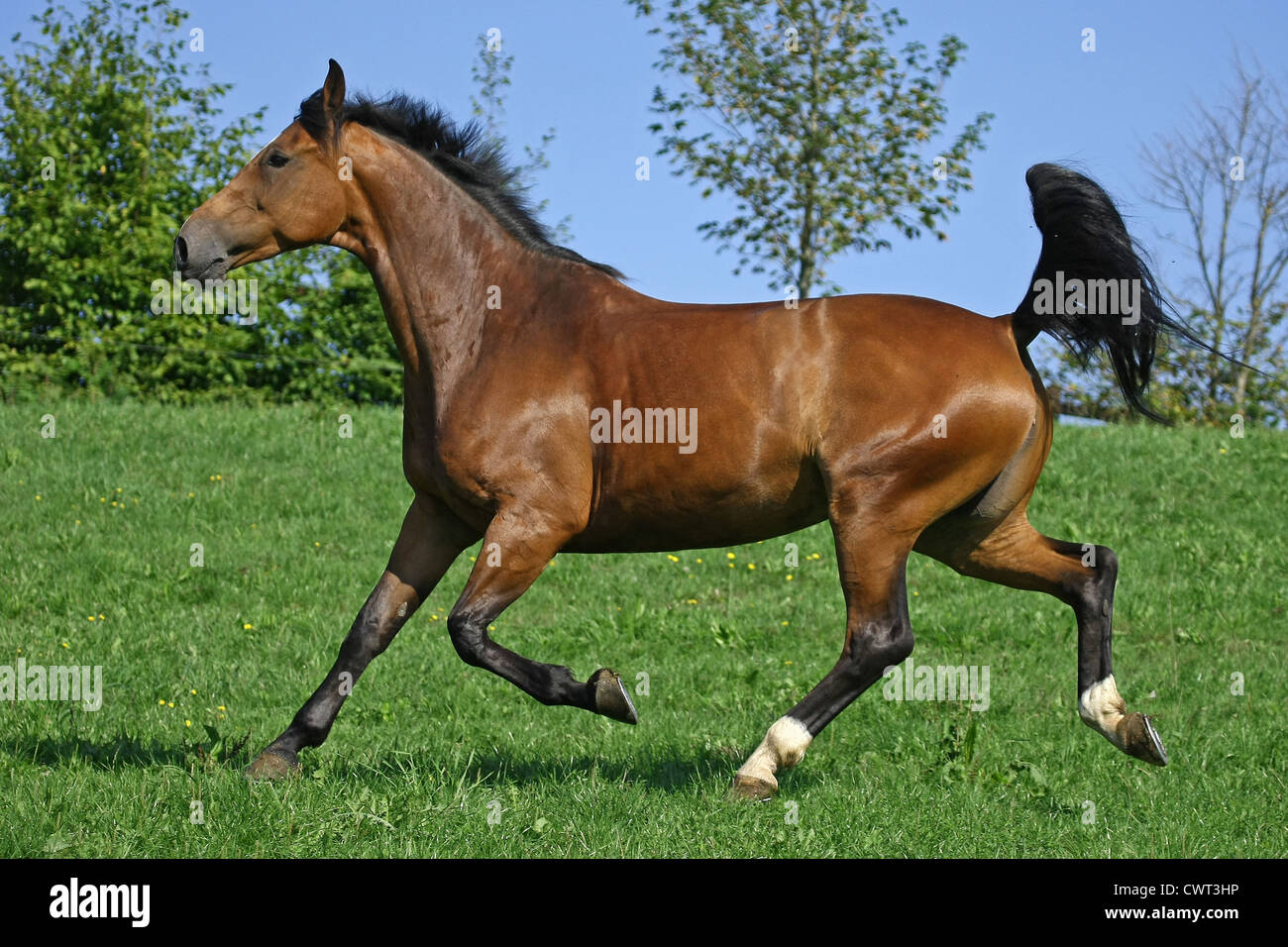 Trotting horse hi-res stock photography and images - Alamy