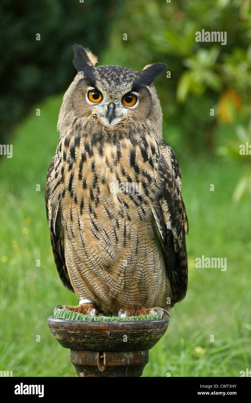 Pale eagle owl hi-res stock photography and images - Alamy