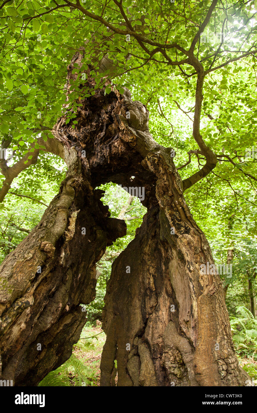 Durham forrest, tree Stock Photo - Alamy