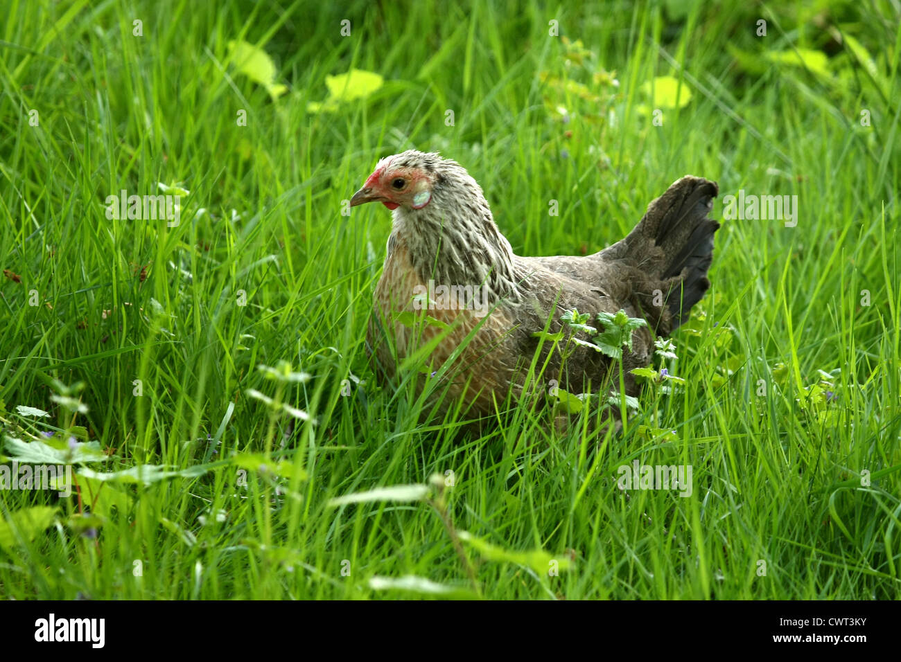 Layer profile hi-res stock photography and images - Alamy