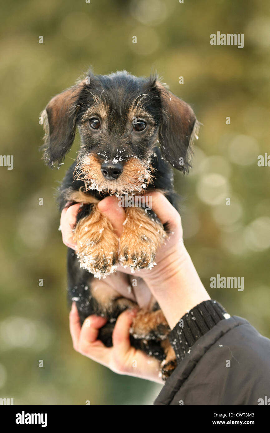 Dachshund puppy snow hi-res stock photography and images - Alamy