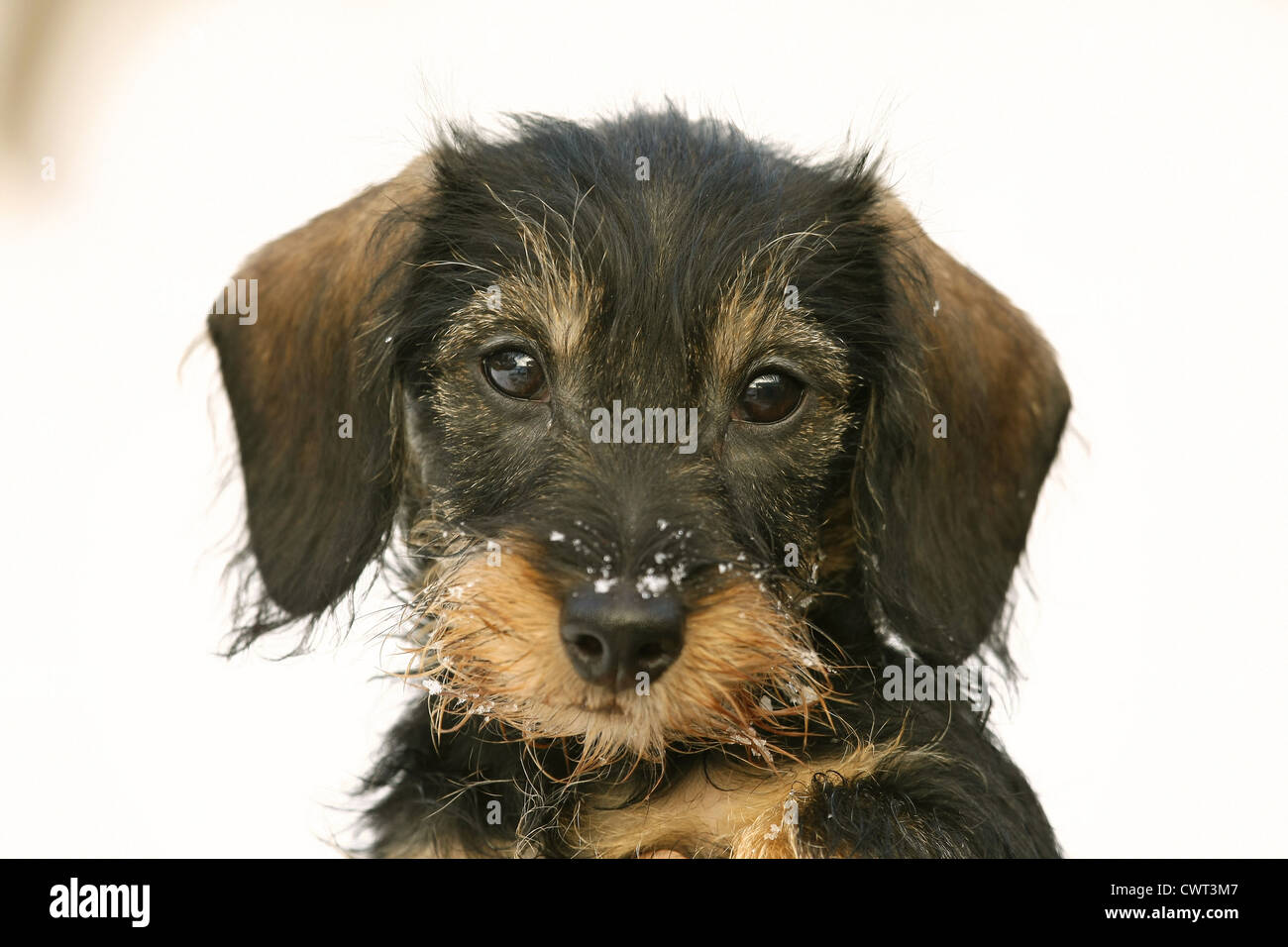 Dachshund puppy snow hi-res stock photography and images - Alamy