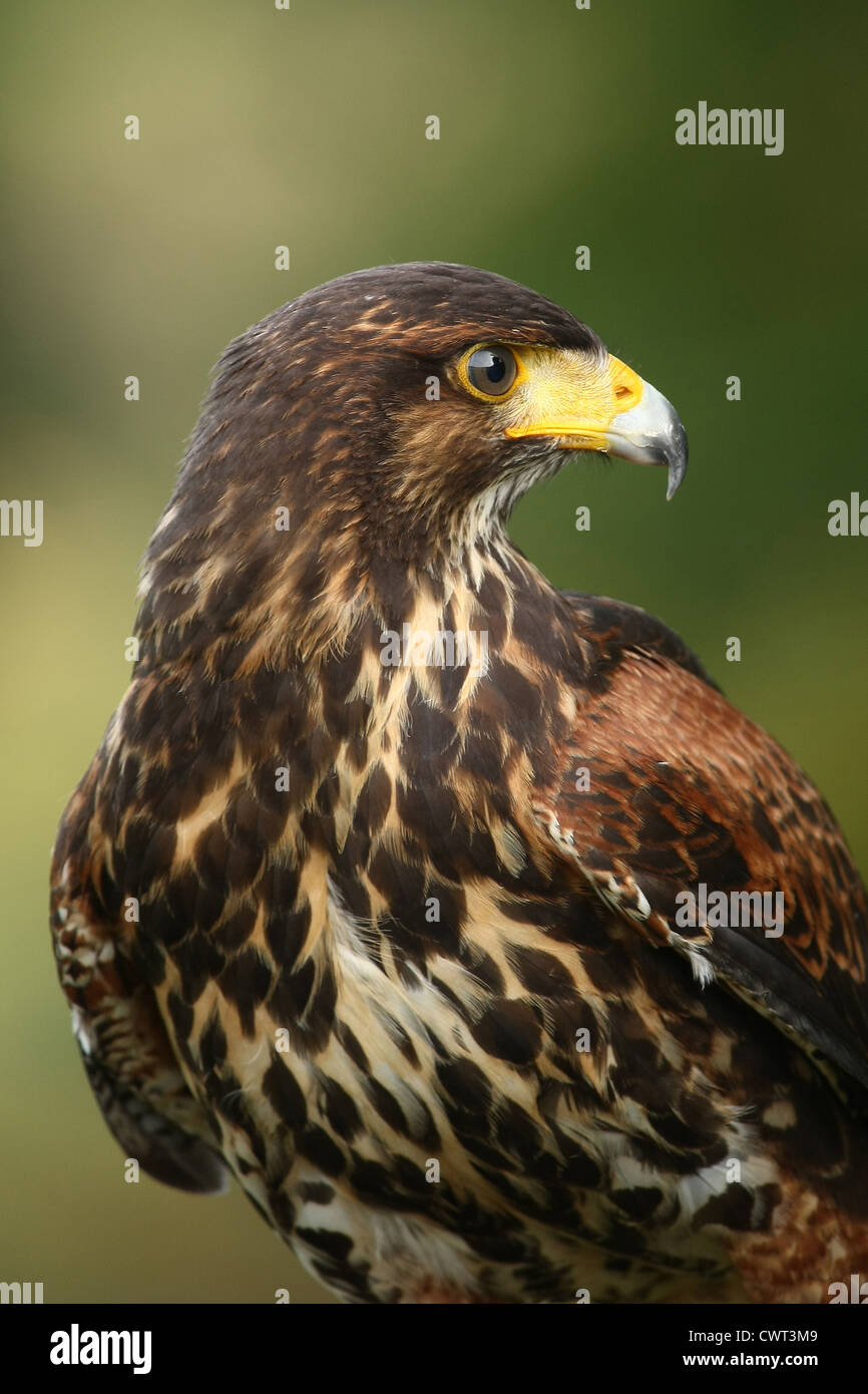 Harris hawk size hi-res stock photography and images - Alamy