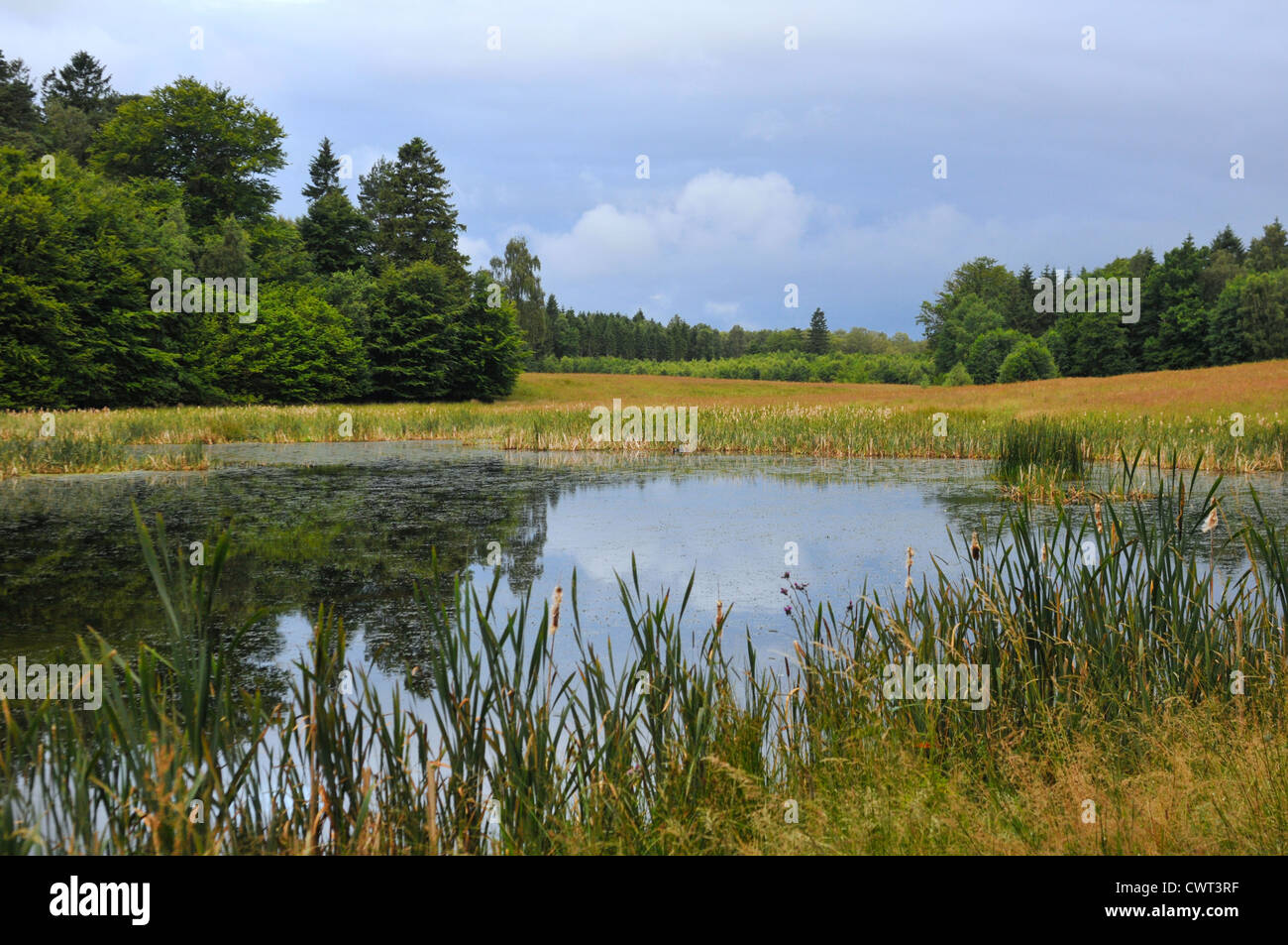 Restored small lake in a nature reserve Stock Photo - Alamy