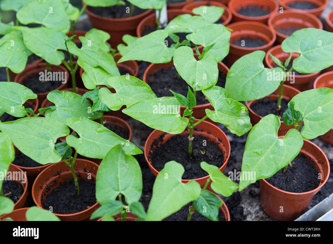 Dwarf beans hi-res stock photography and images - Alamy