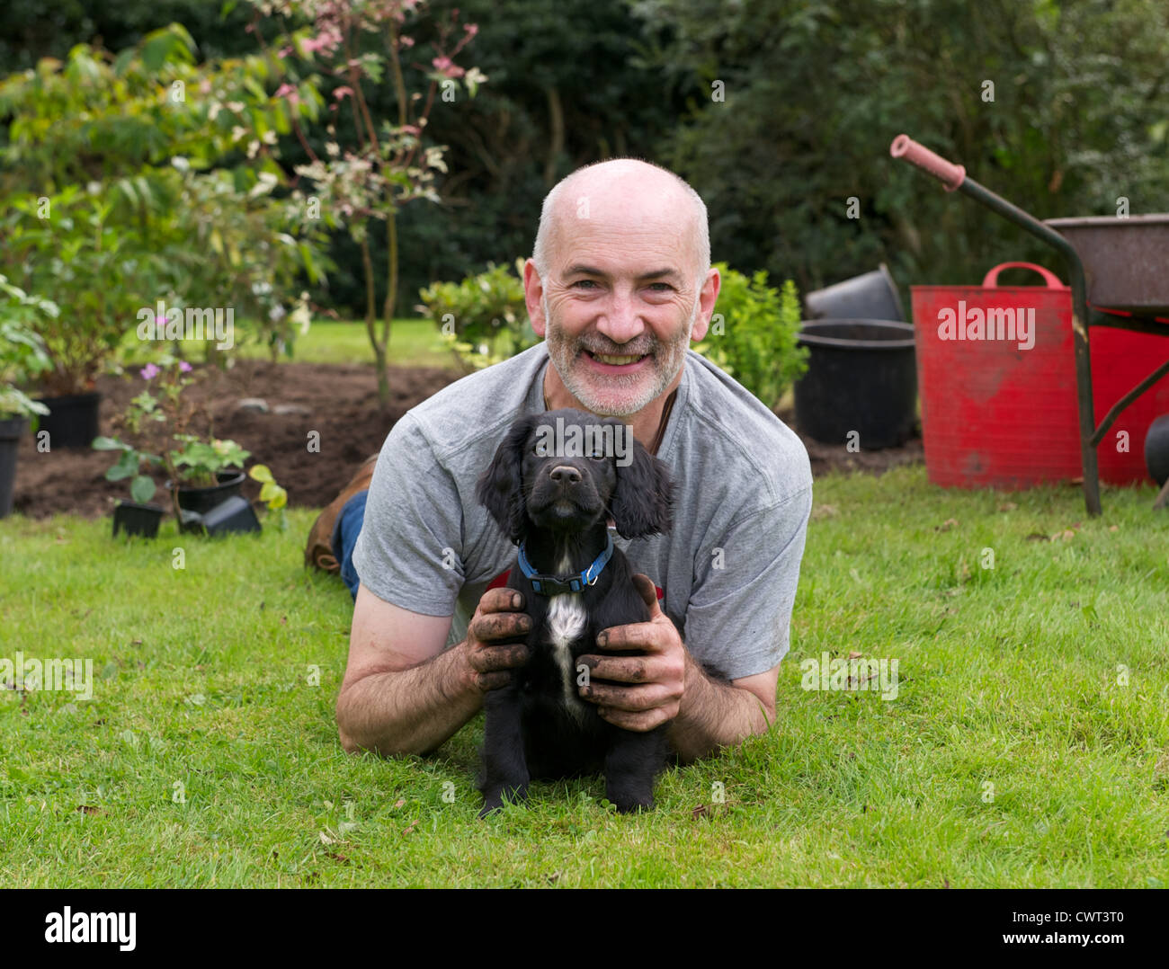 10 week old Working Cocker Spaniel puppy dog. Helping out with the ...