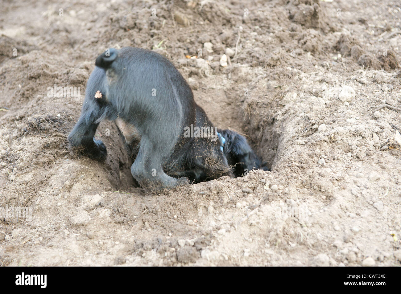 10 week old Working Cocker Spaniel puppy dog. Helping out with the ...