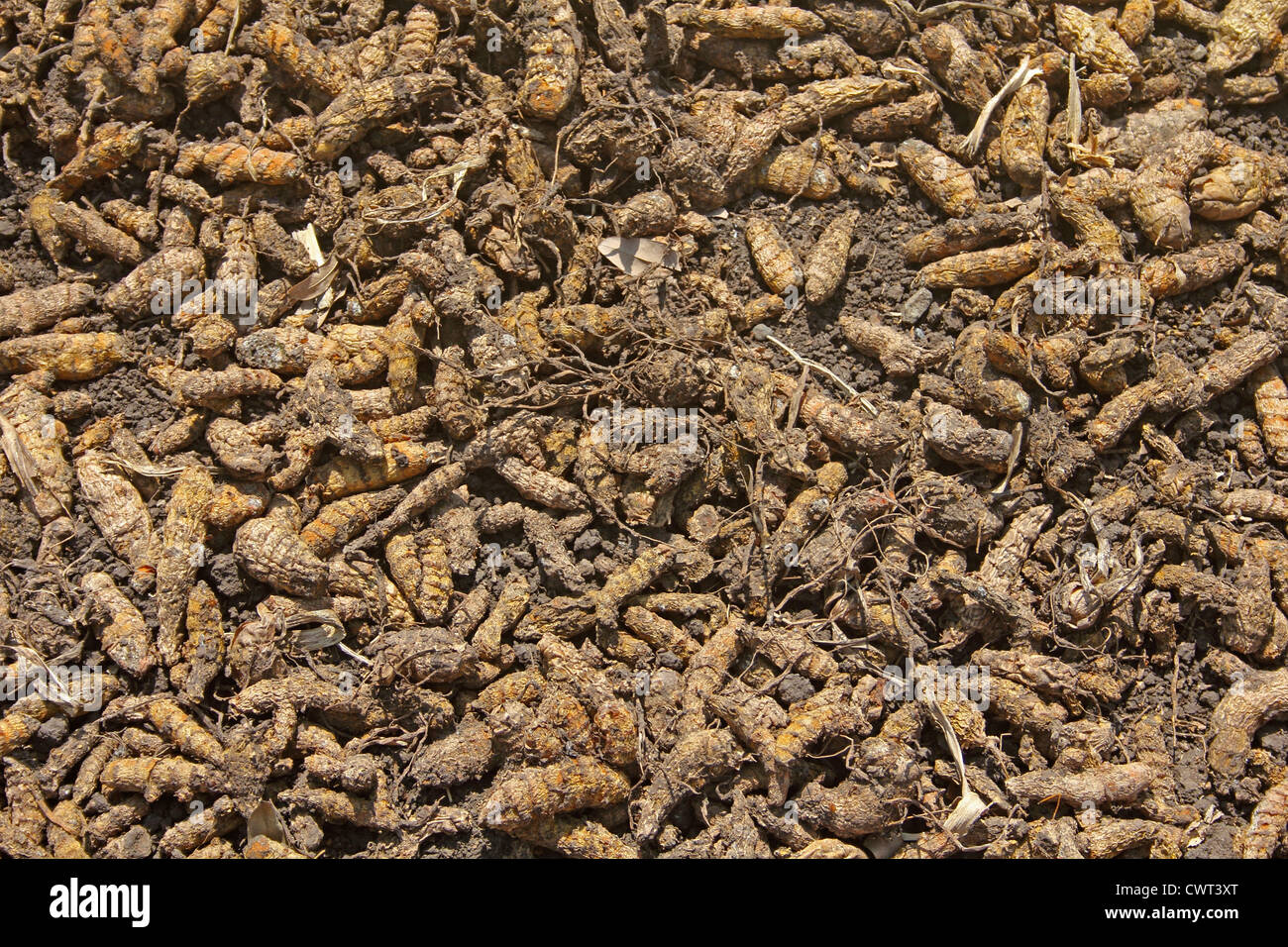Turmeric Curcuma Longa Being Processed For Drying And Powdering Wai Satara Maharashtra