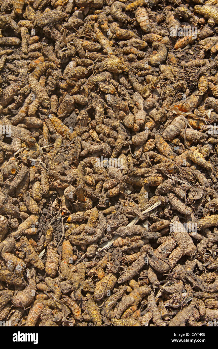 Turmeric Curcuma Longa Being Processed For Drying And Powdering Wai Satara Maharashtra