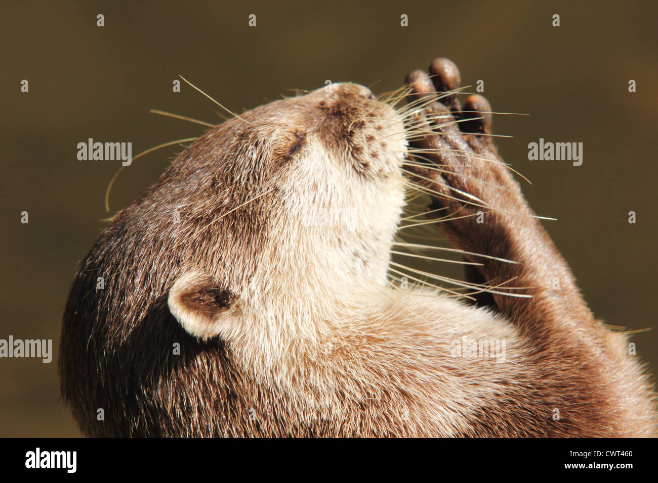 Say a Little Prayer for Me – Close up Detail of an Otter Playing with a ...