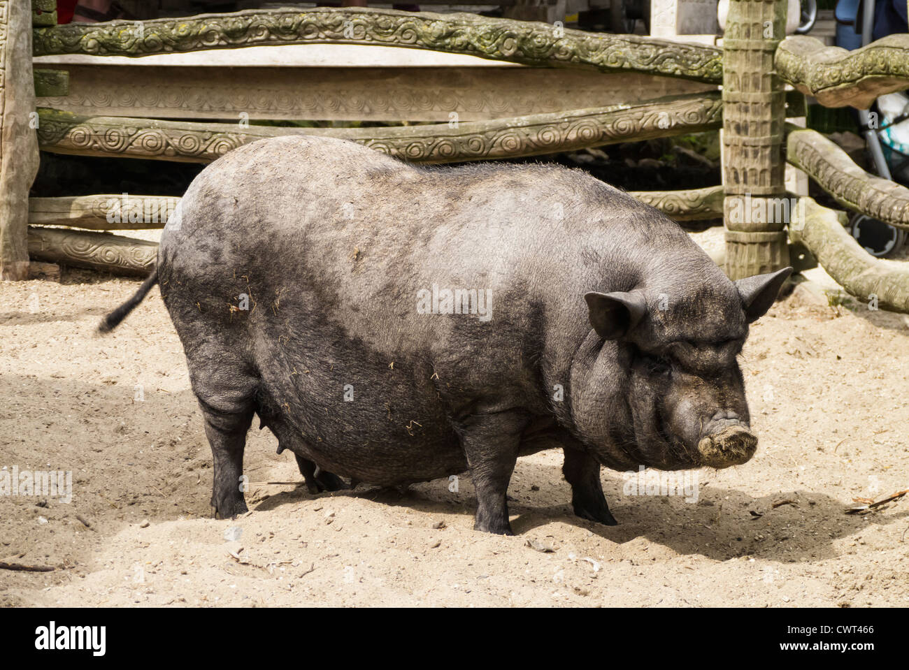 Pot bellied pig hi-res stock photography and images - Alamy
