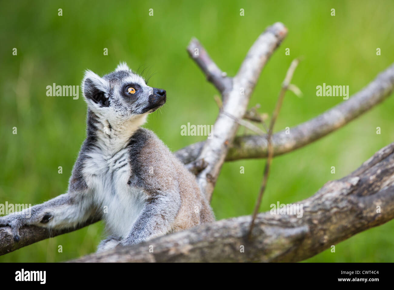 Lemur kata (Lemur catta Stock Photo - Alamy
