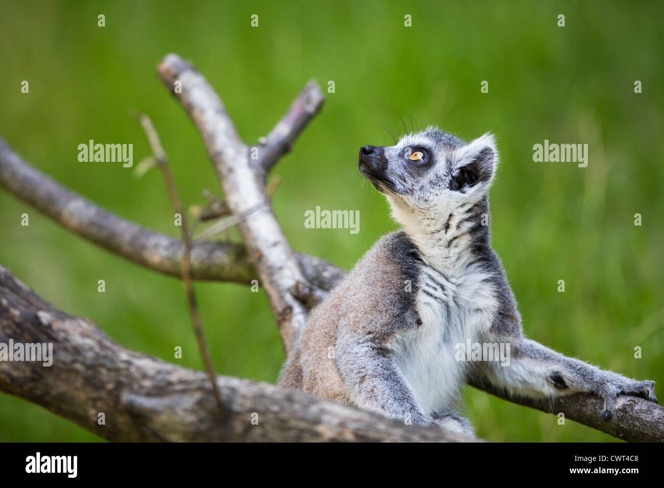 Lemur kata (Lemur catta Stock Photo - Alamy