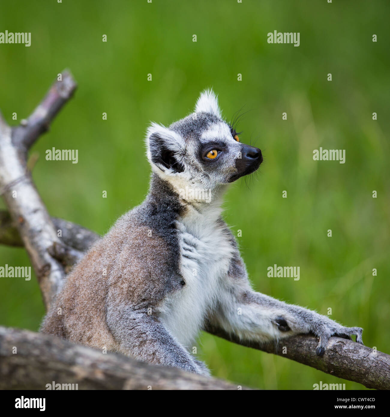 Lemur kata (Lemur catta Stock Photo - Alamy