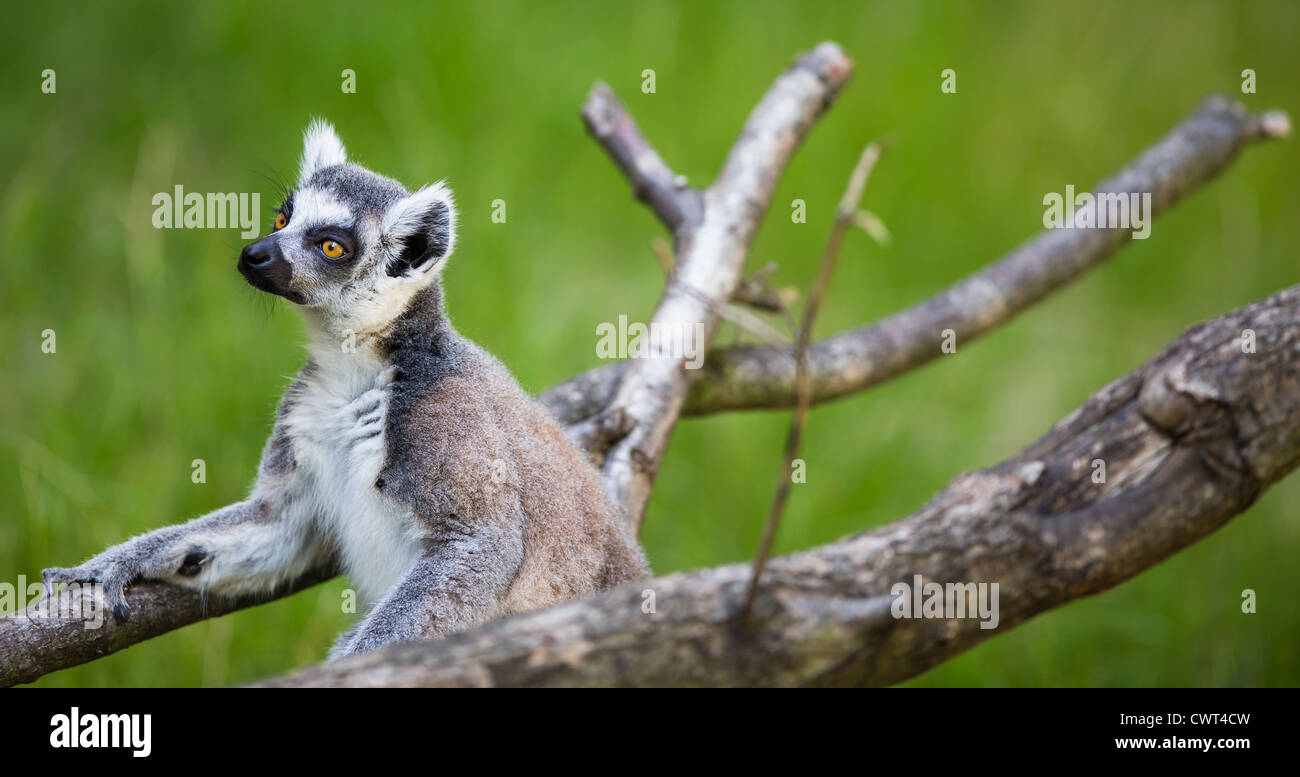 Lemur kata (Lemur catta Stock Photo - Alamy