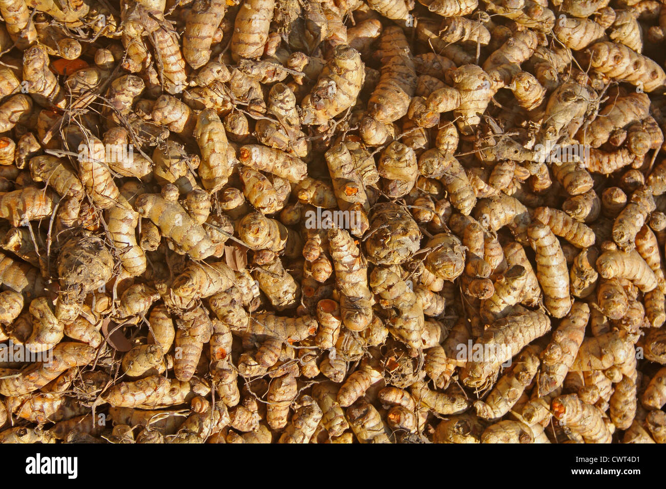 Curcuma longa hi-res stock photography and images - Alamy