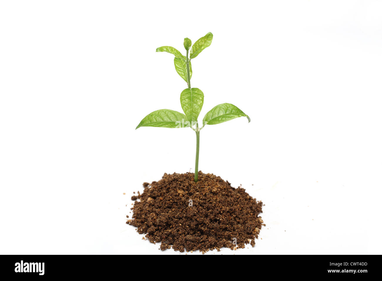 Baby plant and soil on white background Stock Photo - Alamy