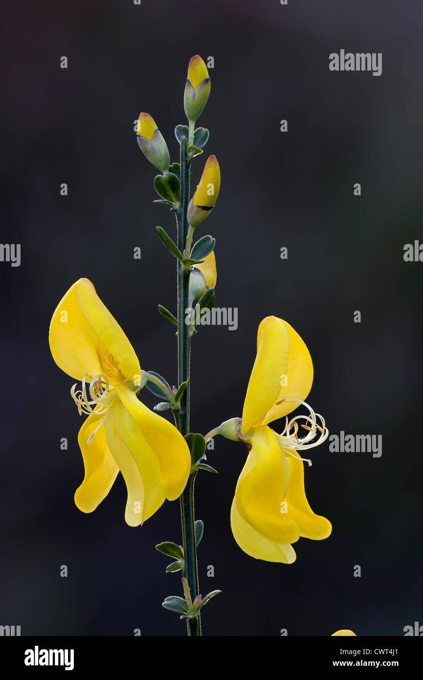 Cytisus scoparius Common Broom Stock Photo - Alamy