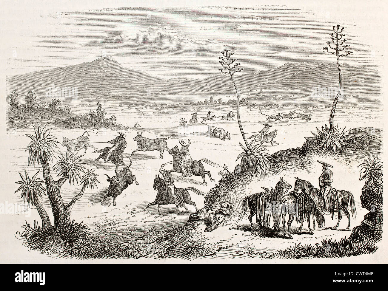 General Marquez's soldiers capturing and stealing cattle Stock Photo ...