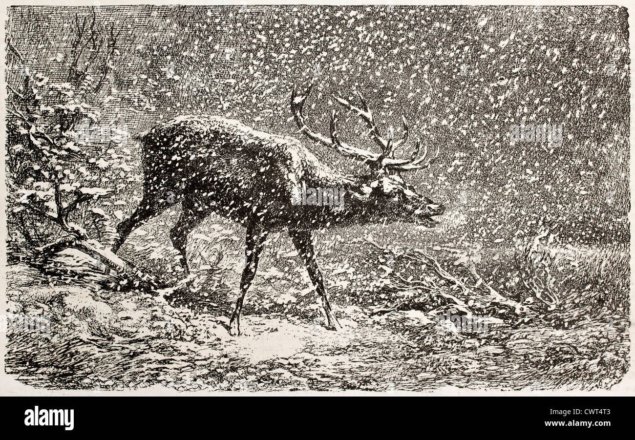 Old drawing deer hi-res stock photography and images - Alamy