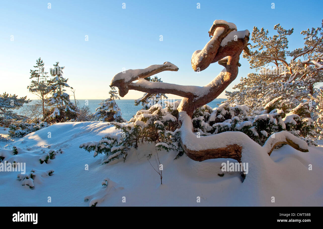 Norway Sorlandet Aust Agder Arendal Crooked tree in beautiful low ...