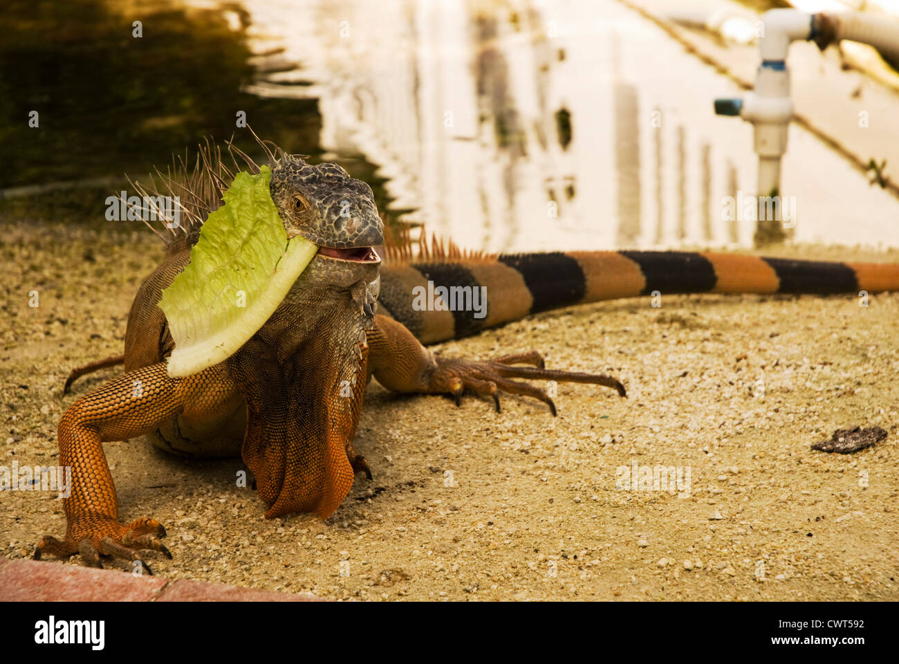 A wild Iguana in the Florida Keys Stock Photo - Alamy