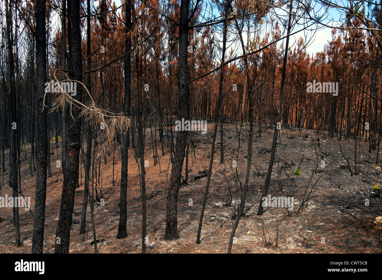 Burned forest after a huge fire in Portugal Stock Photo - Alamy