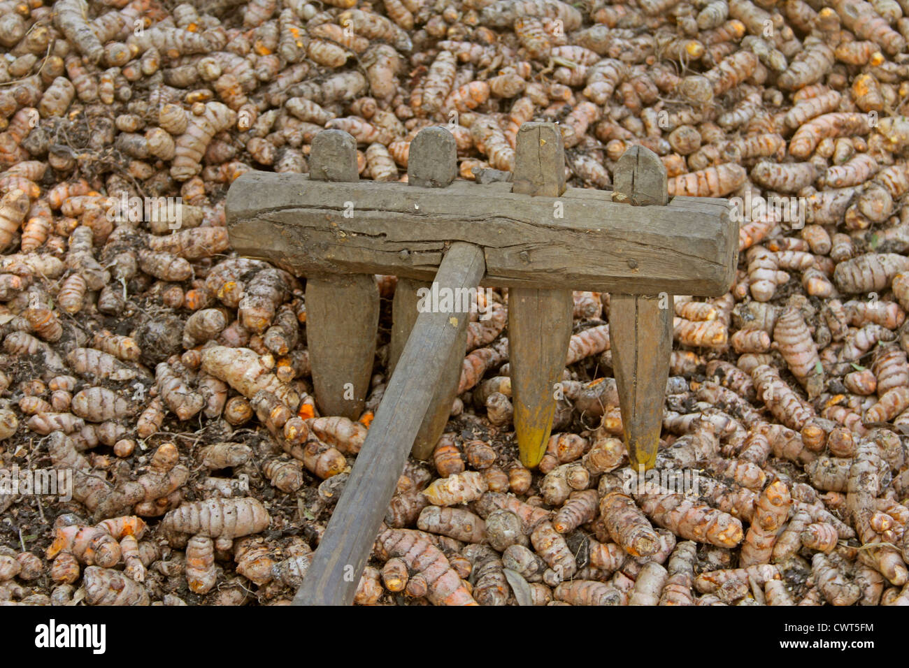 Turmeric Curcuma Longa Being Processed For Drying And Powdering Wai Satara Maharashtra