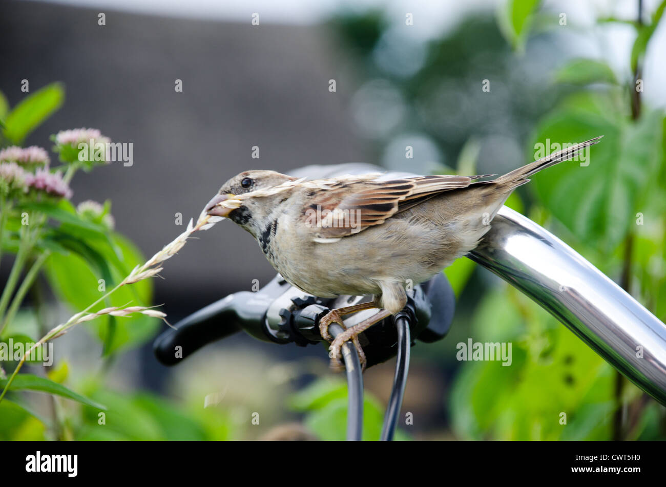 Common House Sparrow sitting on bike handlebars at Kinderdijk Holland Stock Photo - Alamy