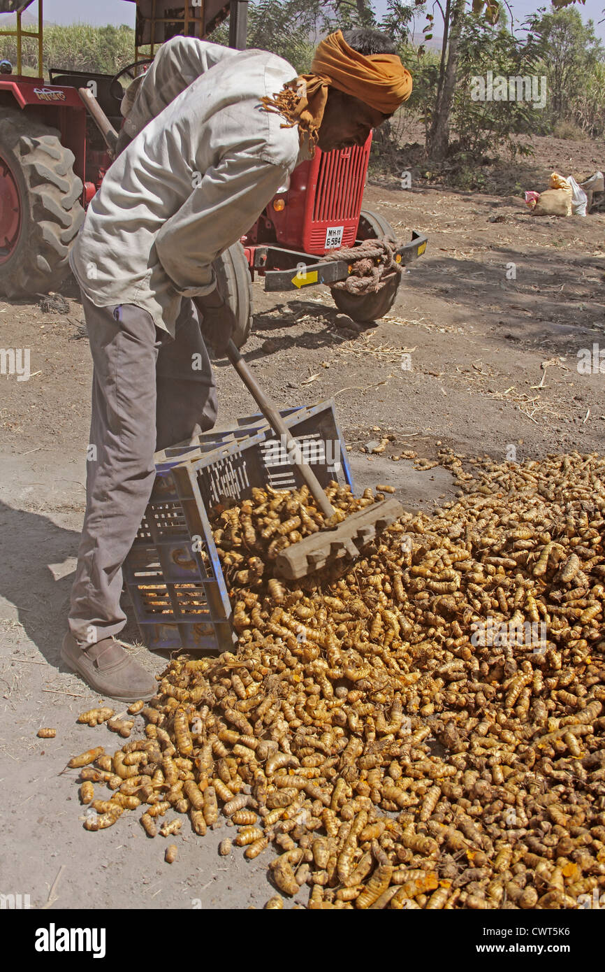 Turmeric, Curcuma longa being processed for drying and powdering, Wai ...