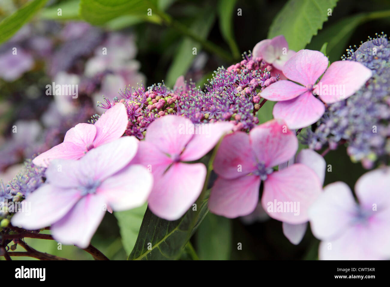 Gardening with lace cap hydrangea hi-res stock photography and images ...