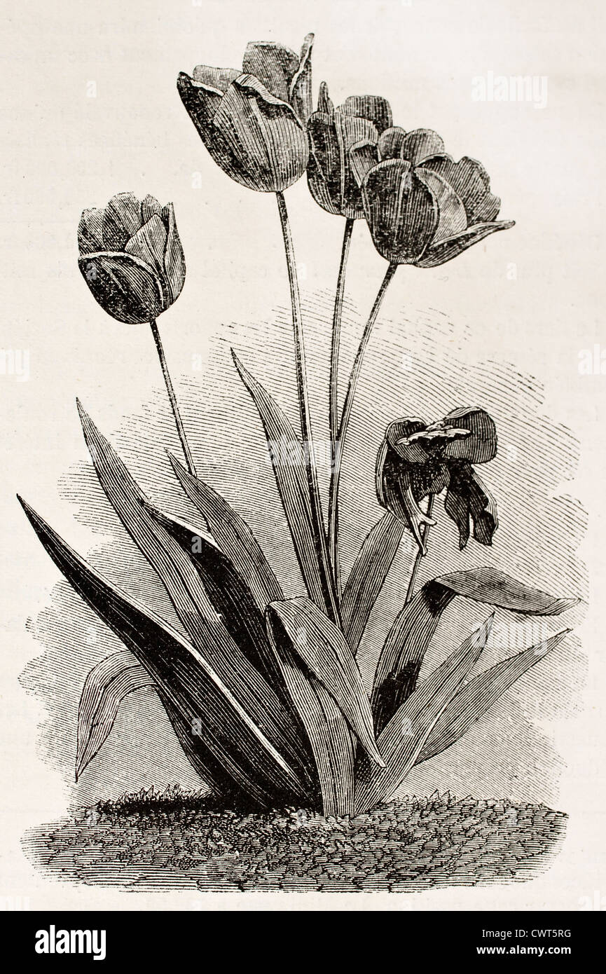 Old fashioned perennial hi-res stock photography and images - Alamy