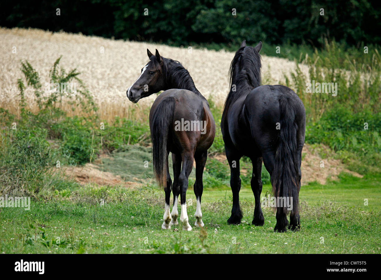 Friesian pony hi-res stock photography and images - Alamy