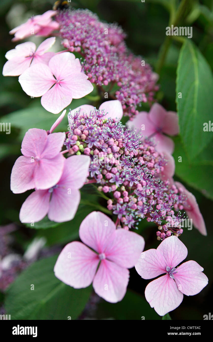 Gardening with lace cap hydrangea hi-res stock photography and images ...
