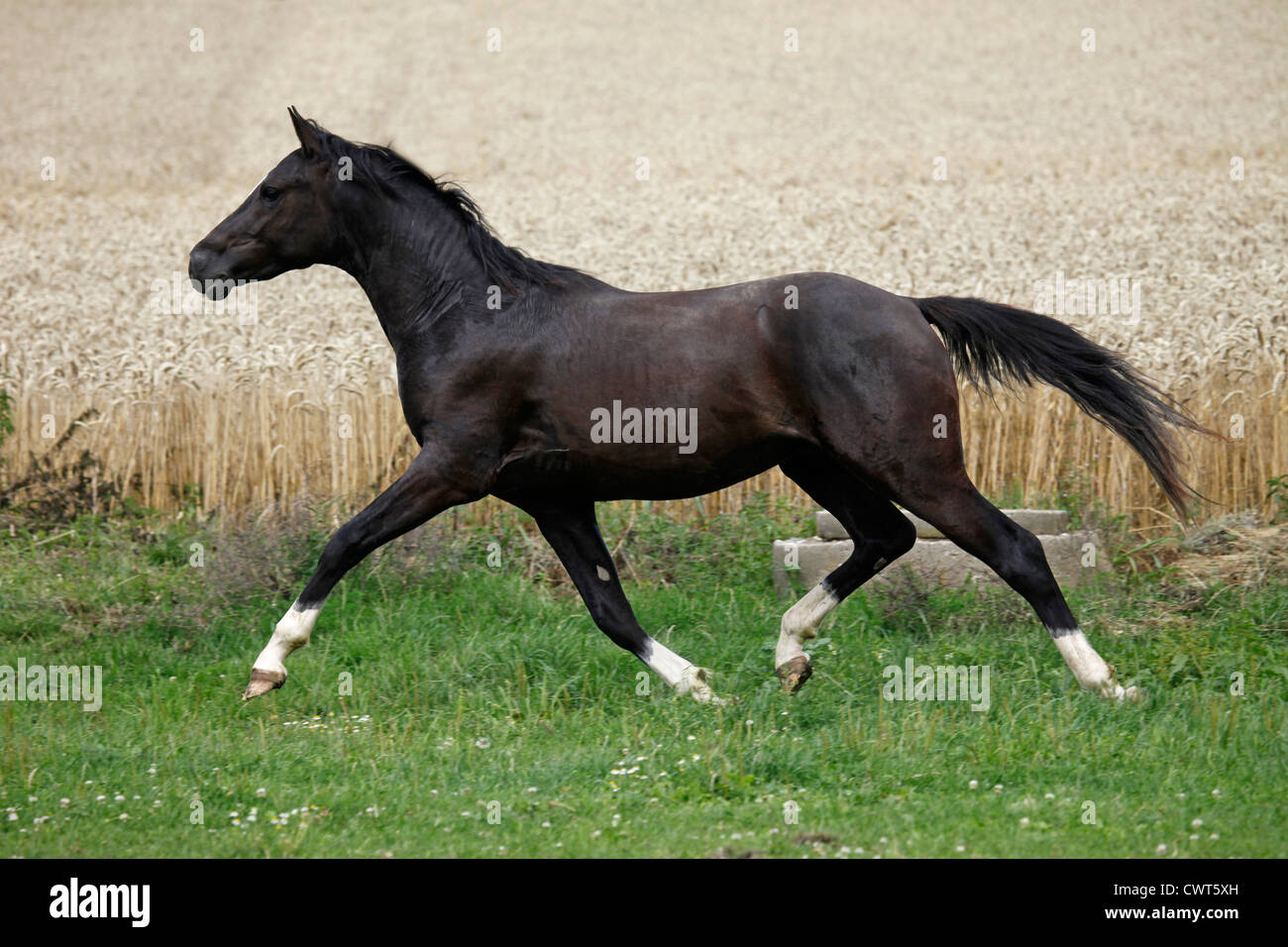 Stallions hi-res stock photography and images - Alamy