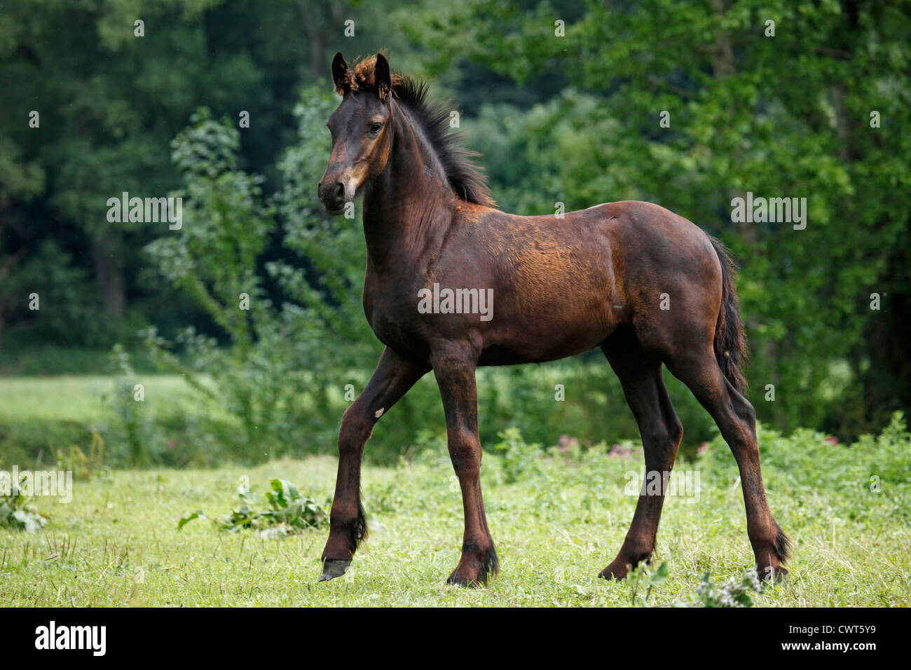 Fohlen Stock Photos & Fohlen Stock Images - Alamy