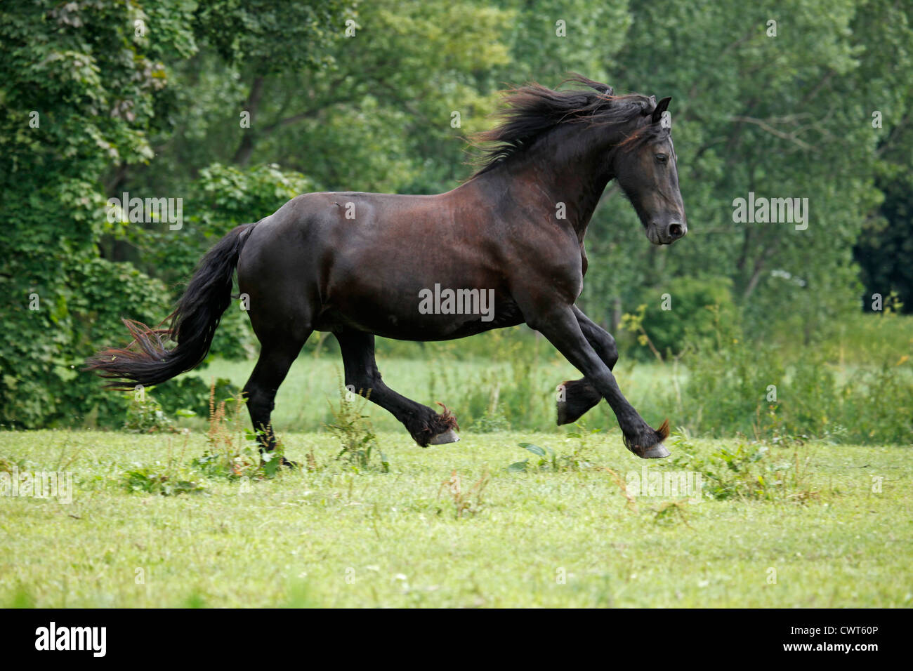 Friese horse hi-res stock photography and images - Alamy