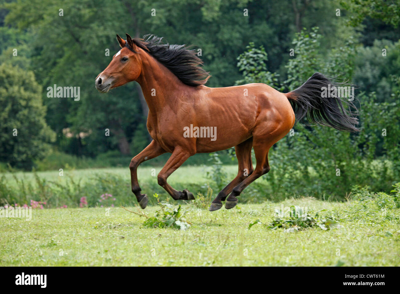 Arabian horse running hi-res stock photography and images - Alamy