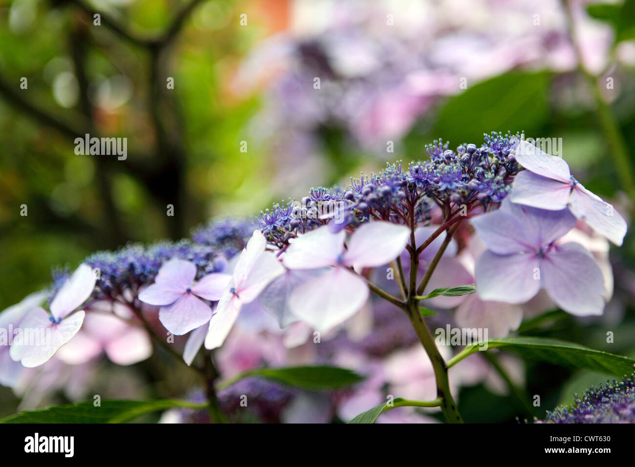 Hydrangea Macrophyilla (lace cap) viewed in summer in England Stock ...