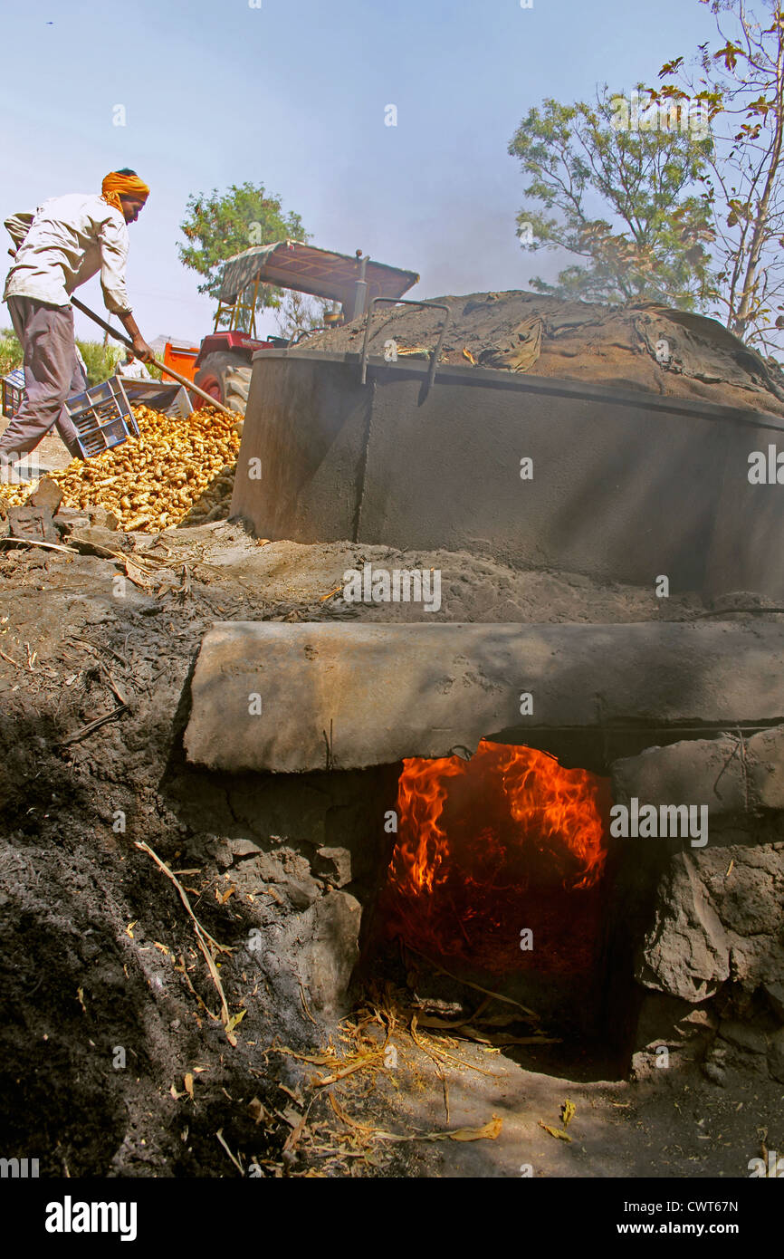 Turmeric Curcuma Longa Being Processed For Drying And Powdering Wai Satara Maharashtra