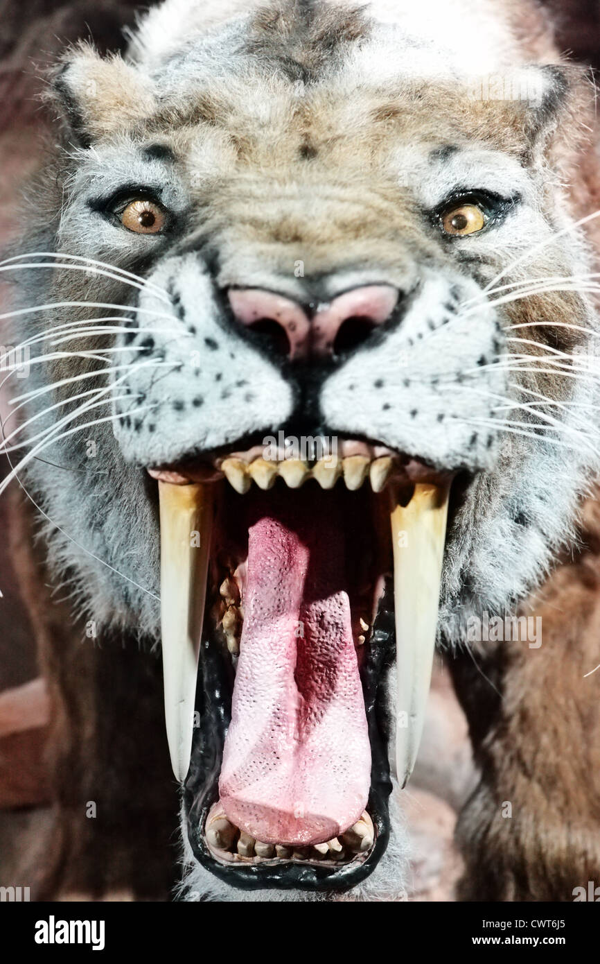 Smilodon hi-res stock photography and images - Alamy